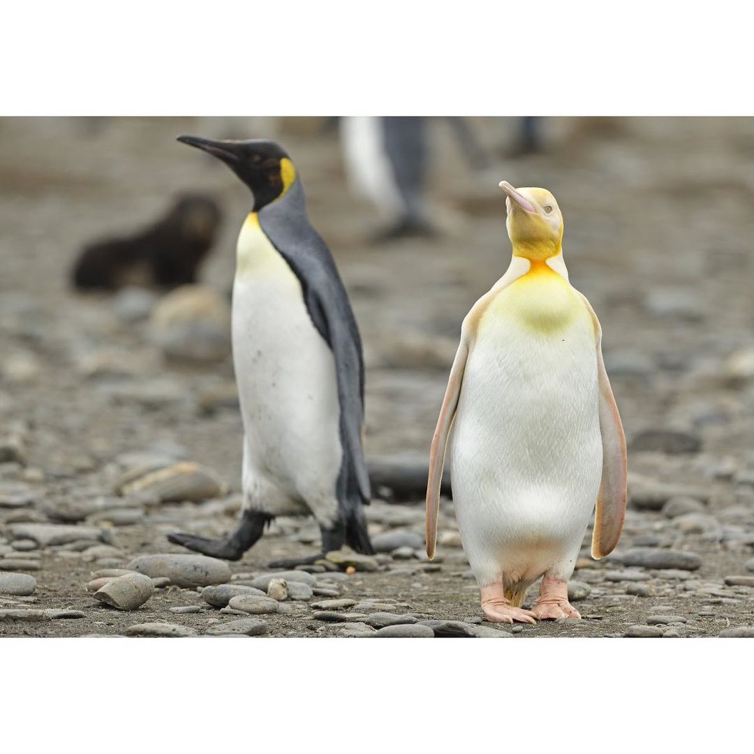 Fotógrafo registra raro pinguim de cor amarela em ilha do Atlântico Sul ...